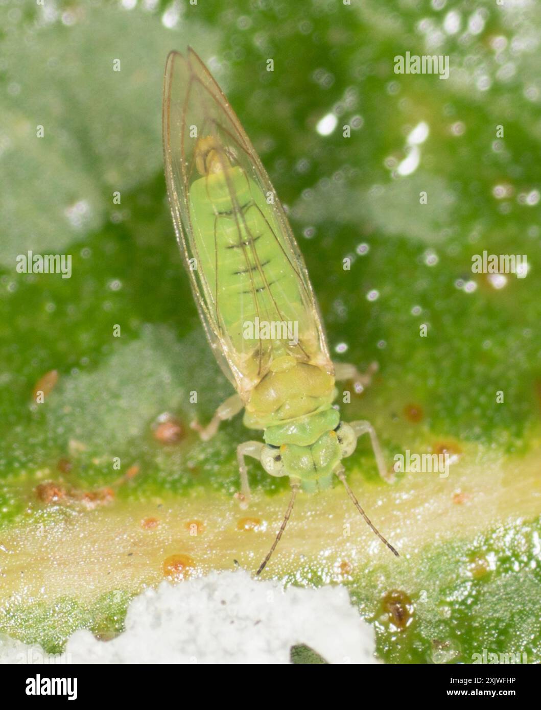 Spotted Gum Lerp Psyllid (Eucalyptolyma maideni) Insecta Stock Photo ...