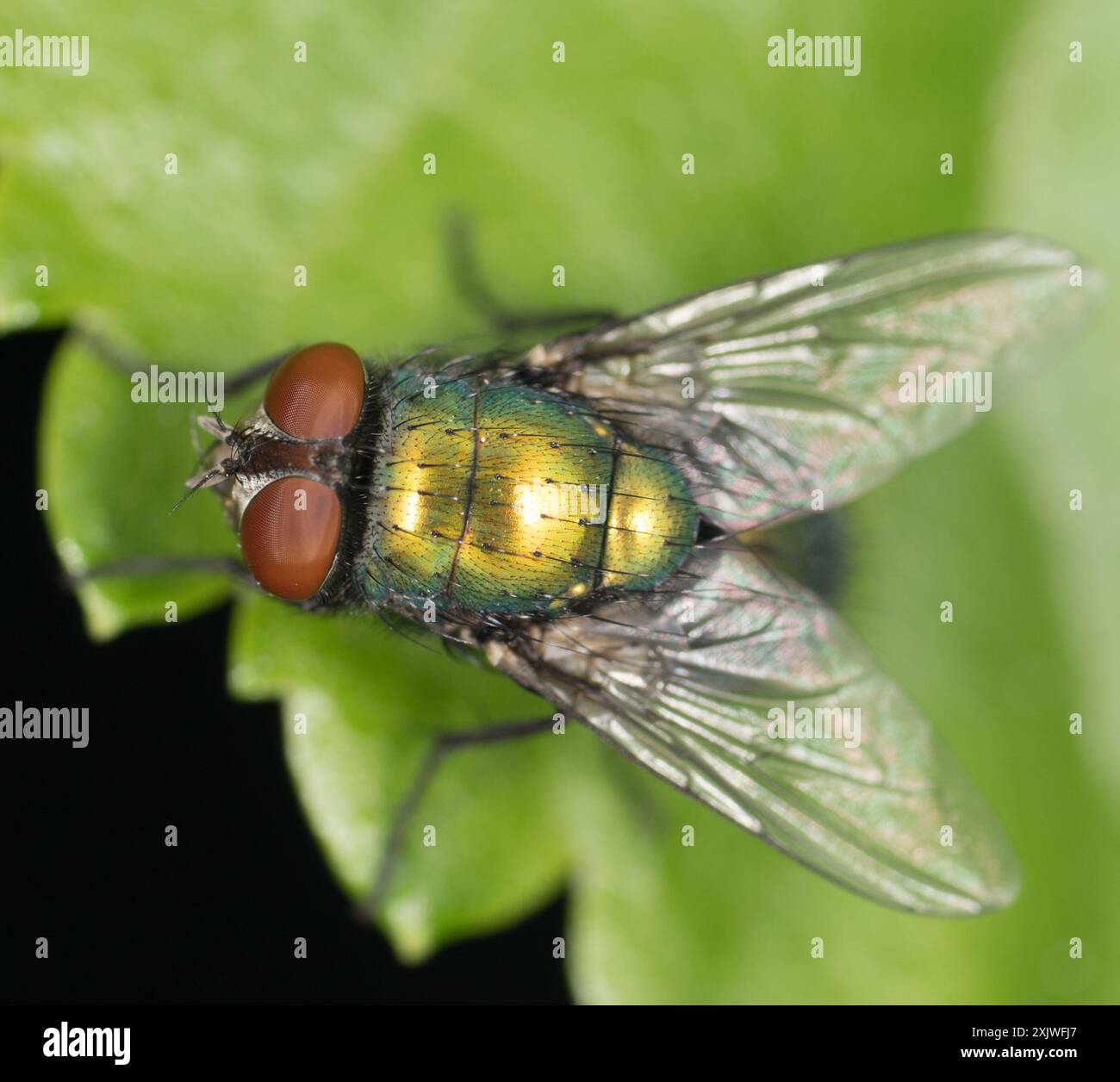 Common European Greenbottle Fly (Lucilia sericata) Insecta Stock Photo ...