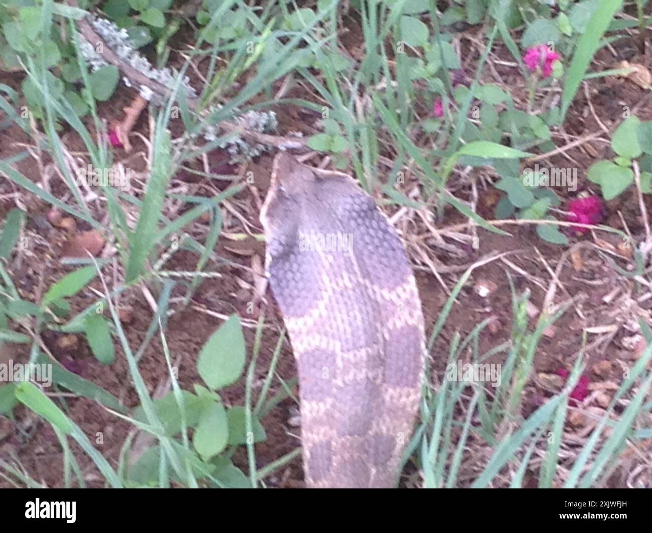 Eastern Hognose Snake (Heterodon platirhinos) Reptilia Stock Photo - Alamy