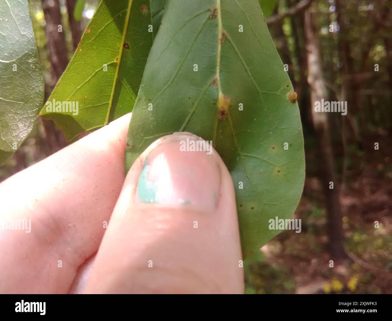 Winged and Once-winged Insects (Pterygota) Insecta Stock Photo - Alamy