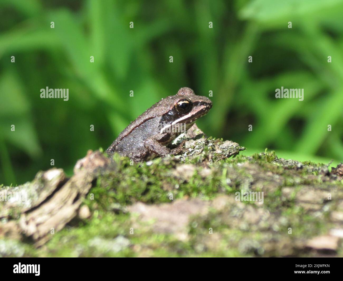Wood Frog (Lithobates sylvaticus) Amphibia Stock Photo - Alamy