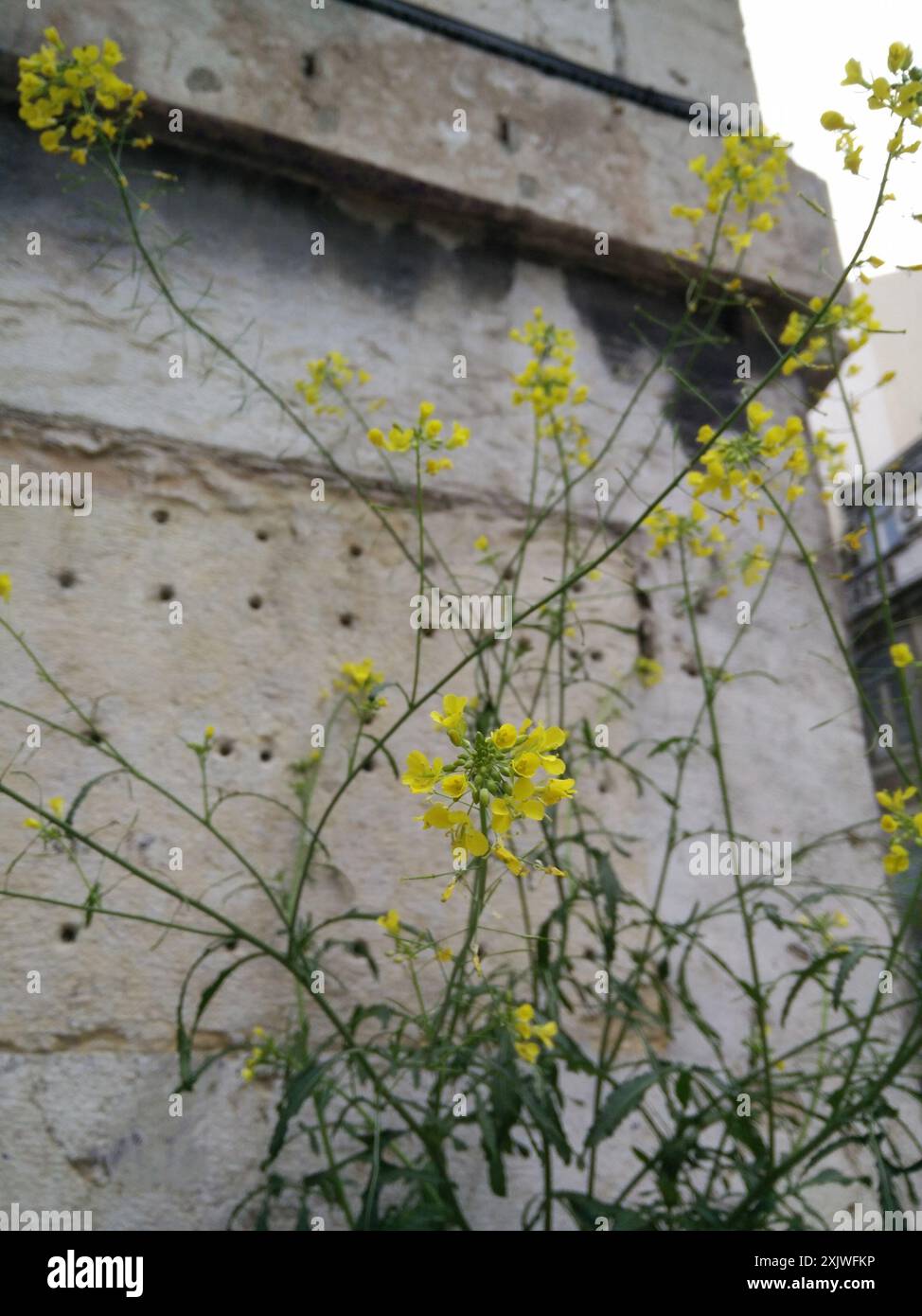 mustard family (Brassicaceae) Plantae Stock Photo - Alamy