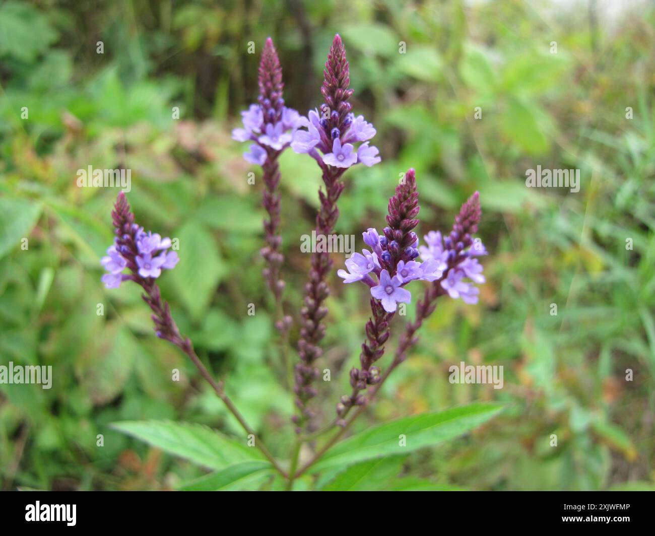 blue vervain (Verbena hastata) Plantae Stock Photo - Alamy