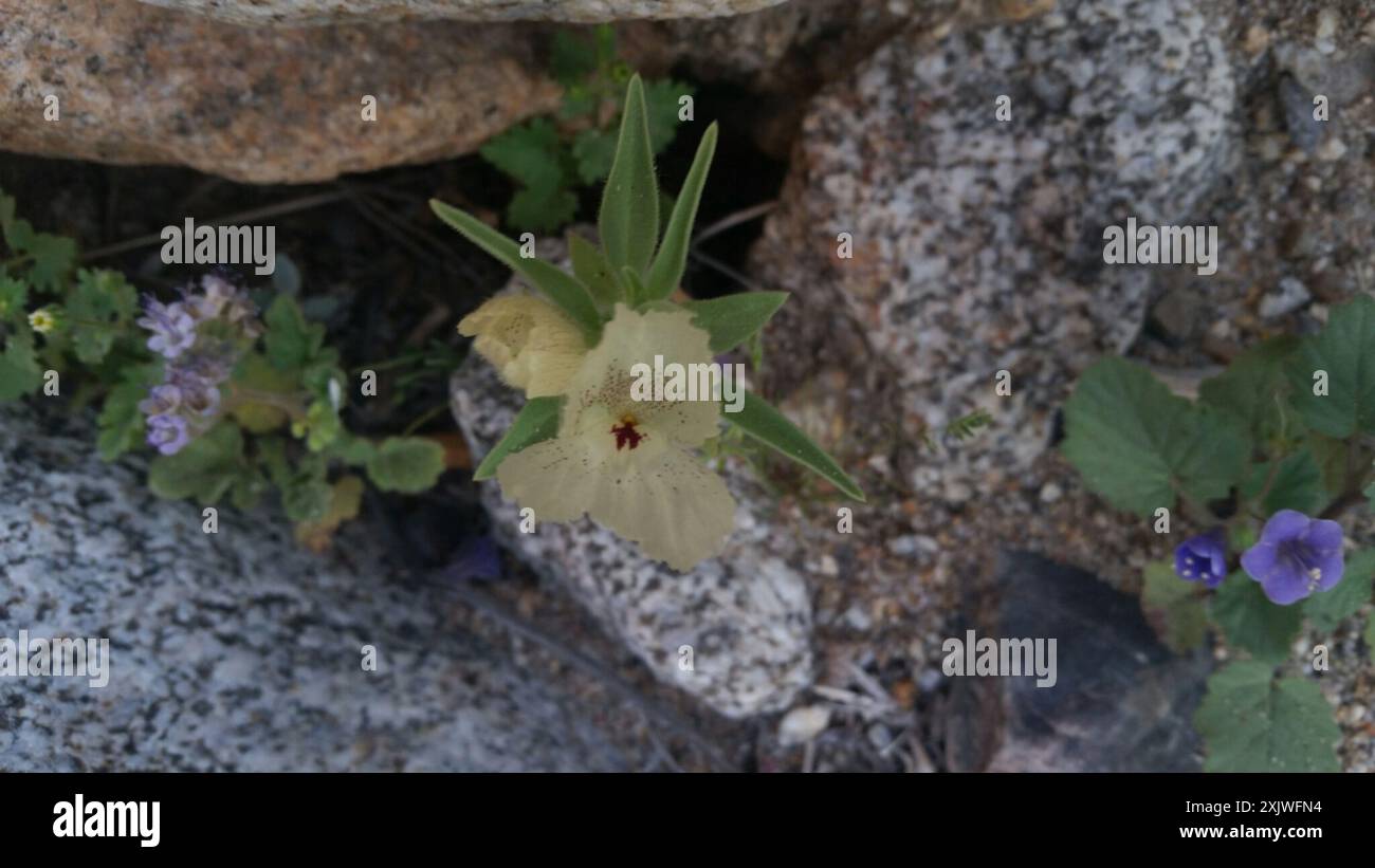 ghost flower (Mohavea confertiflora) Plantae Stock Photo - Alamy