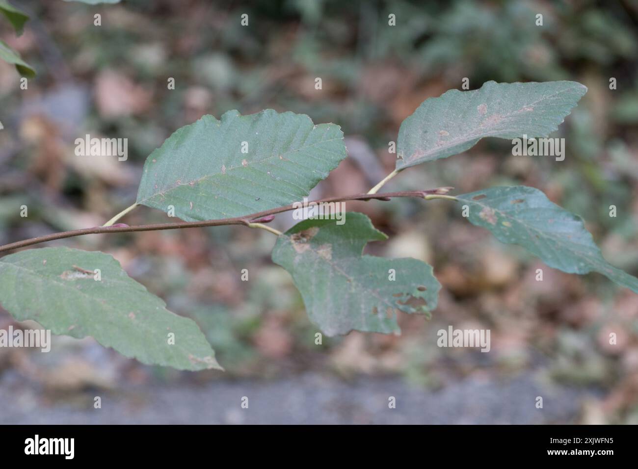 white alder (Alnus rhombifolia) Plantae Stock Photo - Alamy