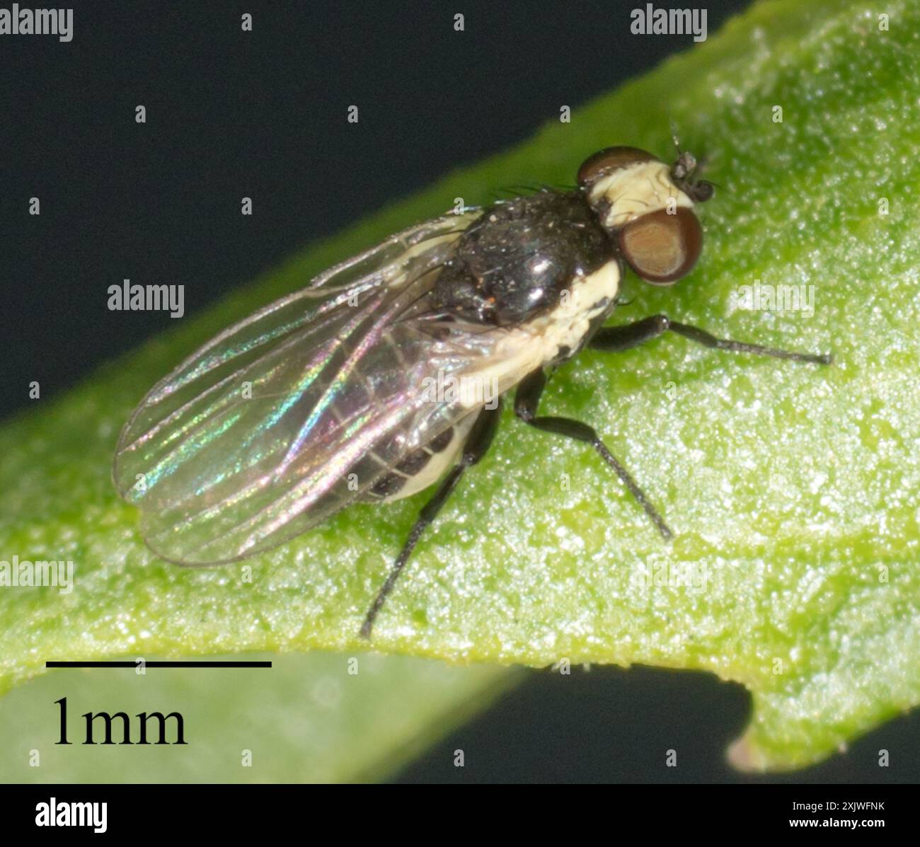 Leaf-miner Flies (Agromyzidae) Insecta Stock Photo - Alamy