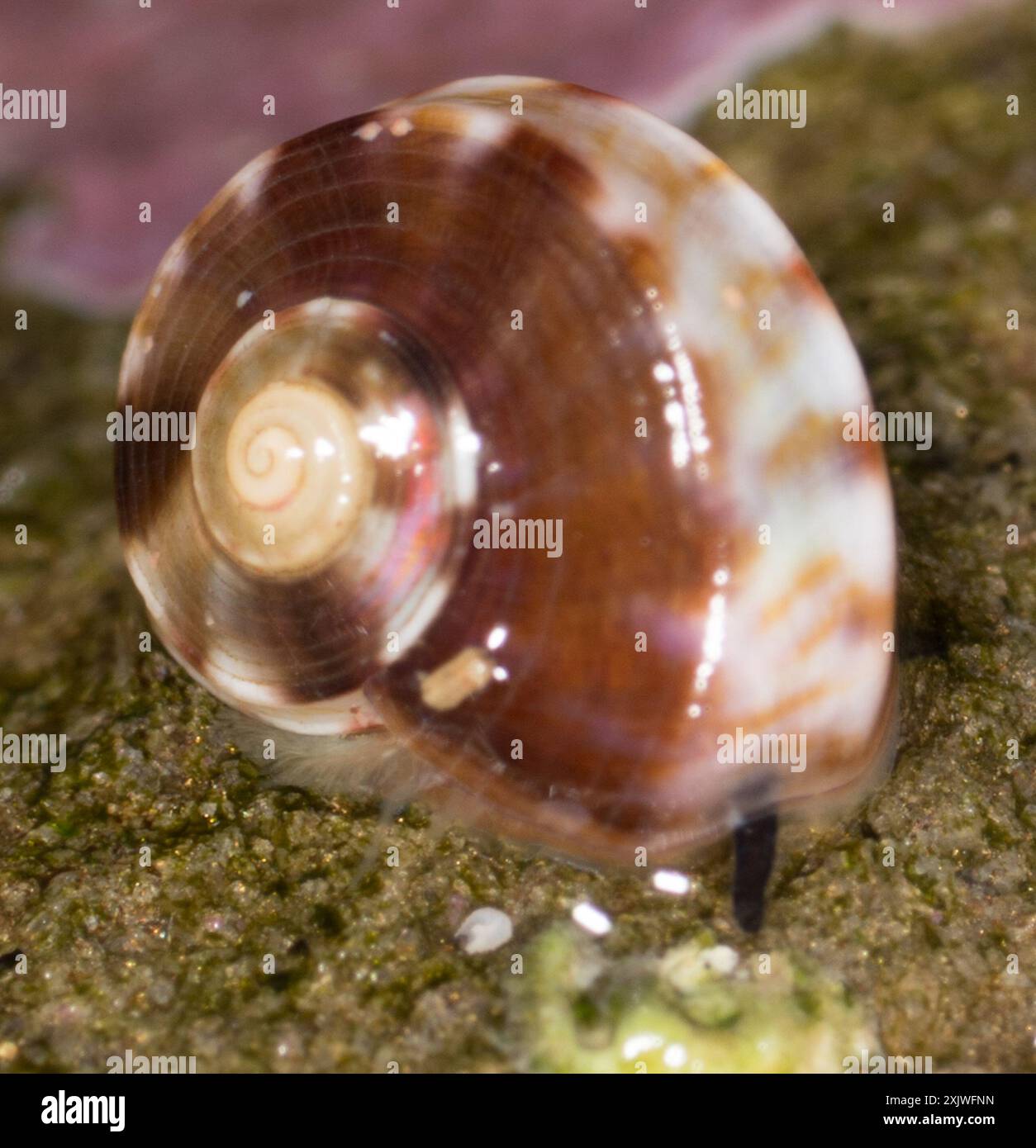 Gastropods (Gastropoda) Mollusca Stock Photo - Alamy