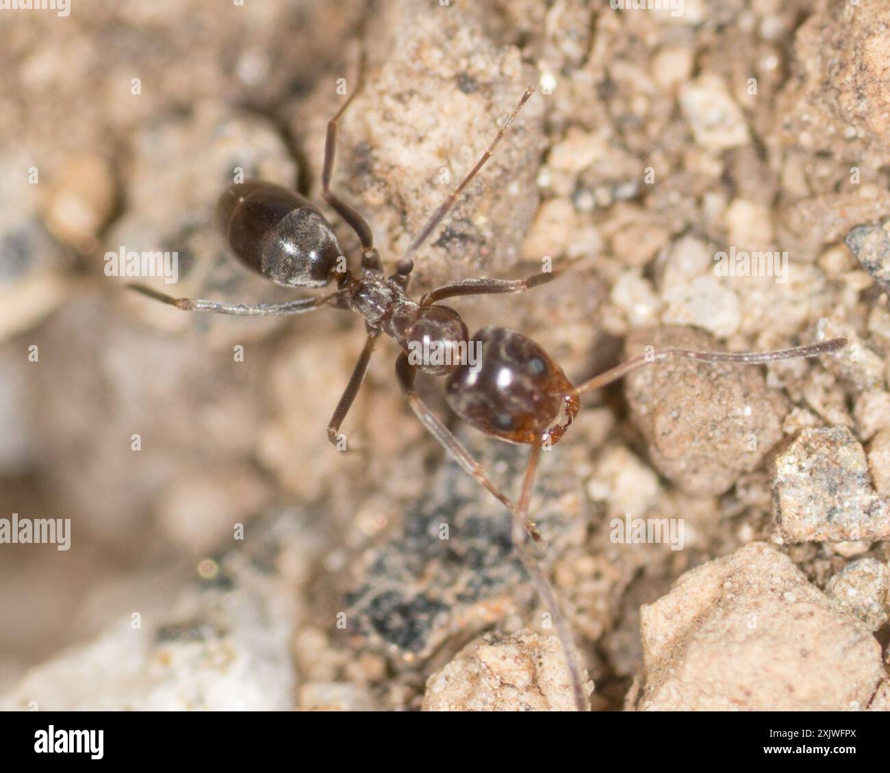 Pyramid Ants (Dorymyrmex) Insecta Stock Photo - Alamy