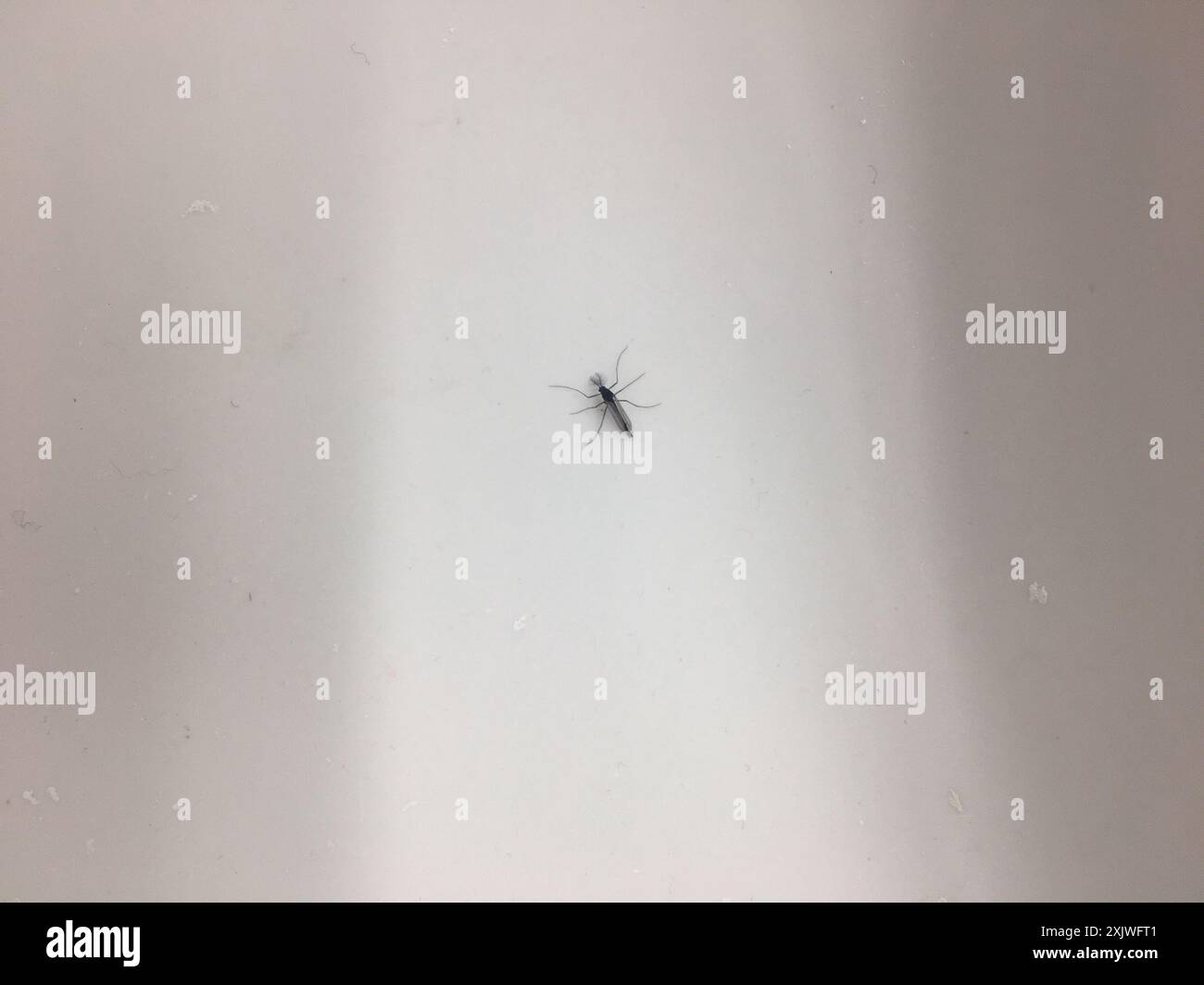 Winter Midges (Diamesa) Insecta Stock Photo - Alamy