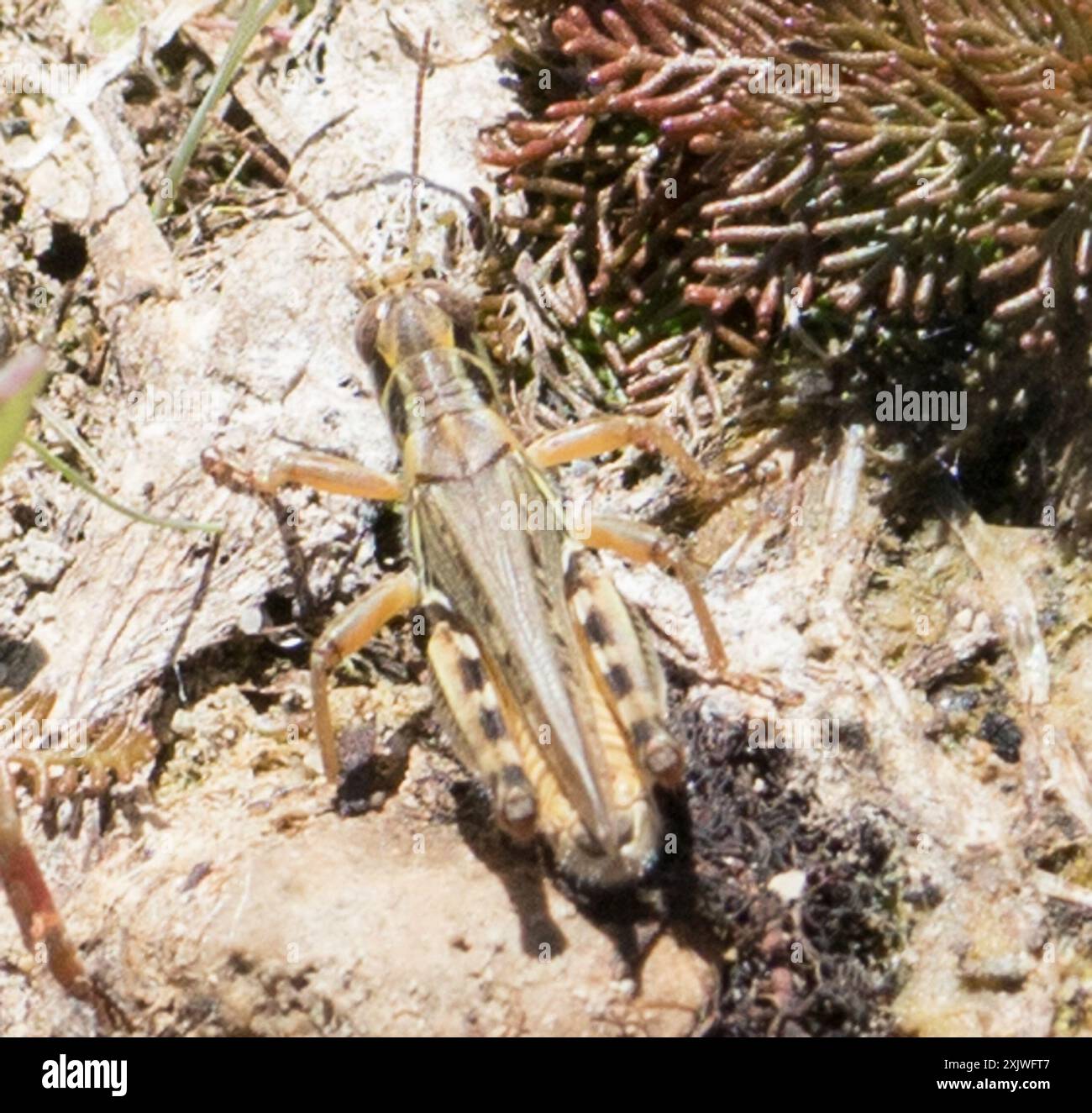 Devastating Grasshopper (Melanoplus devastator) Insecta Stock Photo - Alamy