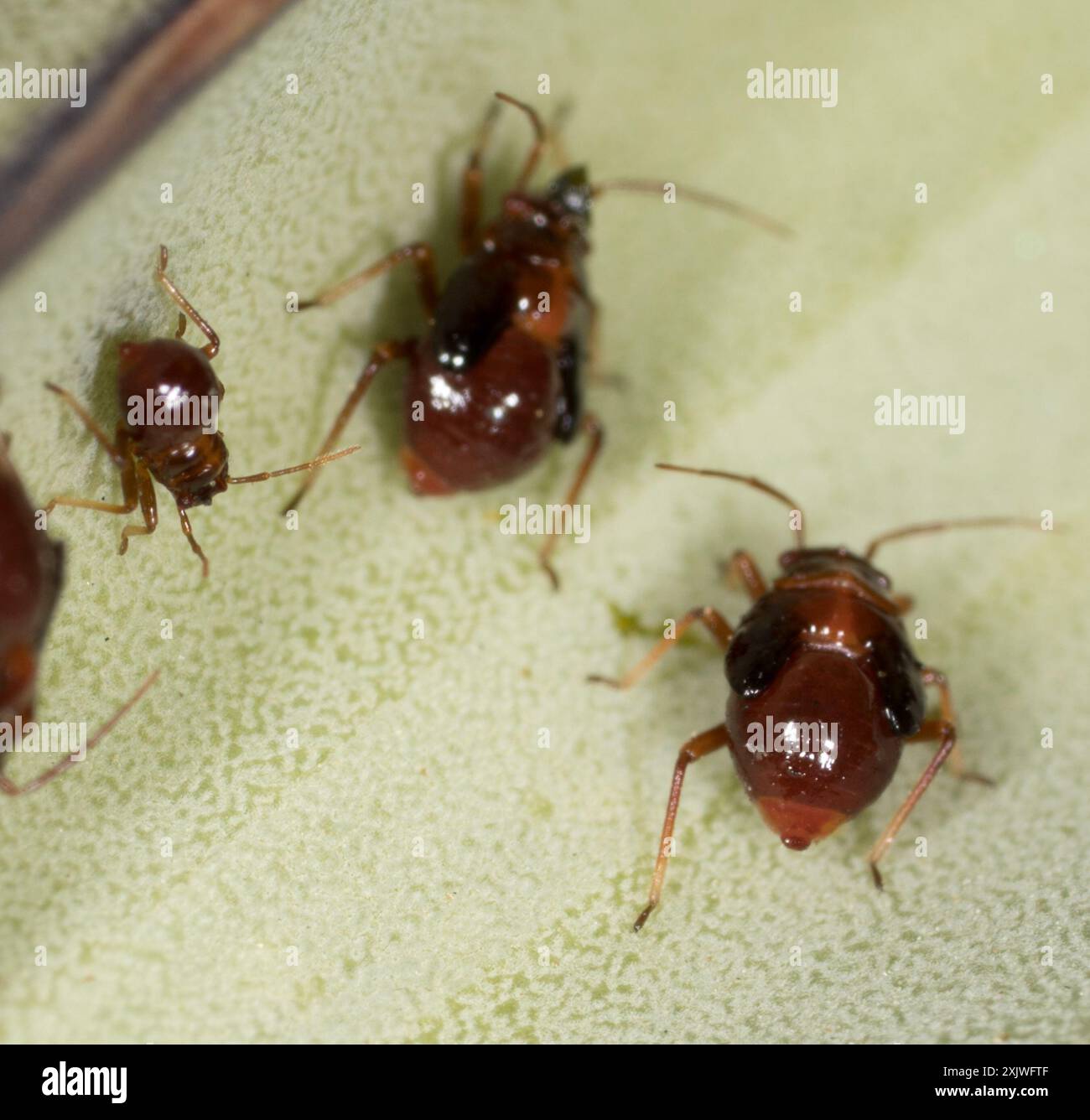 Yucca Plant Bug (Halticotoma valida) Insecta Stock Photo - Alamy