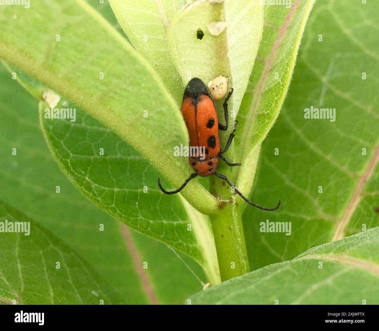 Red Milkweed Beetle (Tetraopes tetrophthalmus) Insecta Stock Photo - Alamy