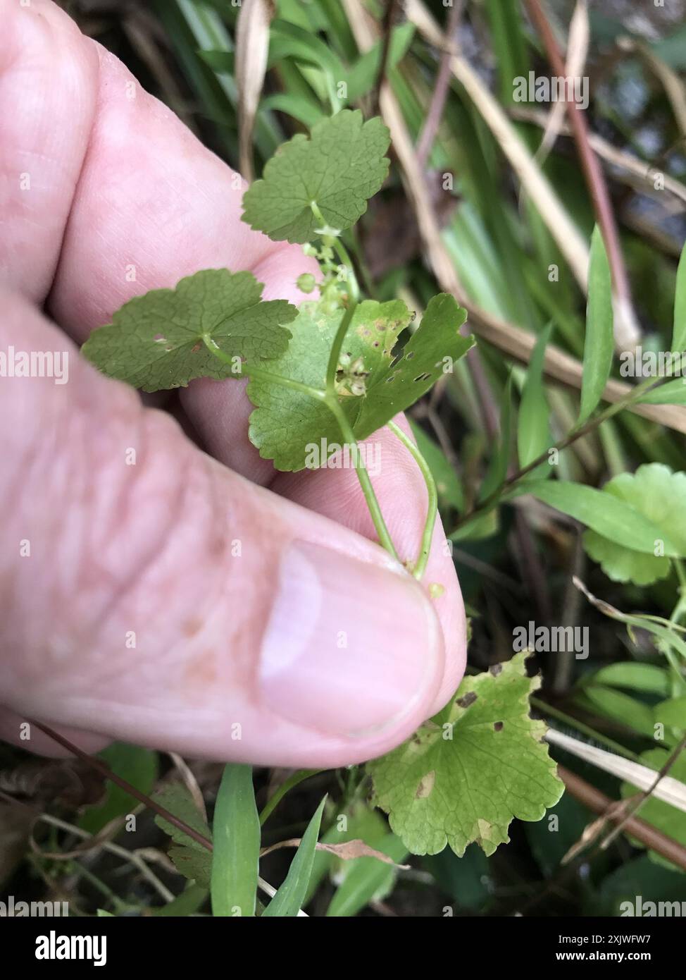 American Water-pennywort (Hydrocotyle americana) Plantae Stock Photo ...