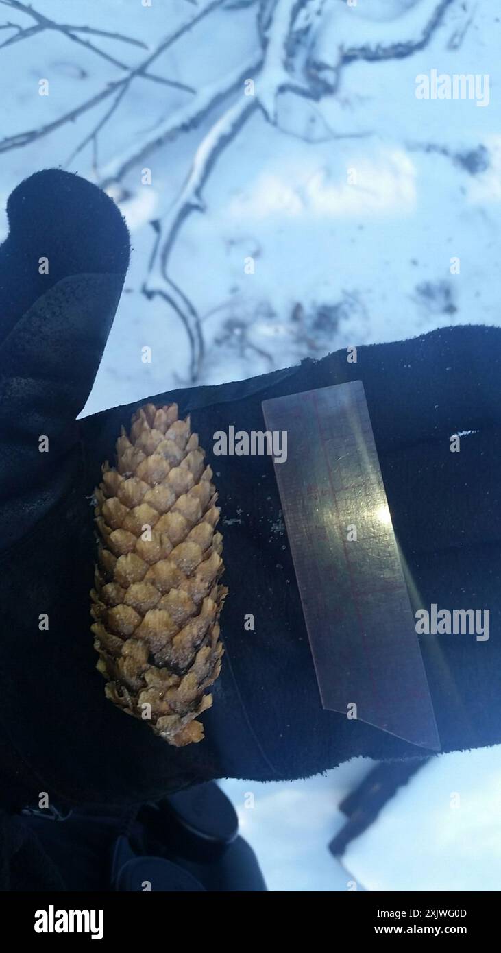 Engelmann spruce (Picea engelmannii) Plantae Stock Photo - Alamy