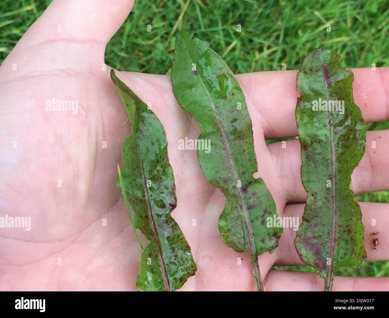 Clustered Dock (Rumex conglomeratus) Plantae Stock Photo - Alamy