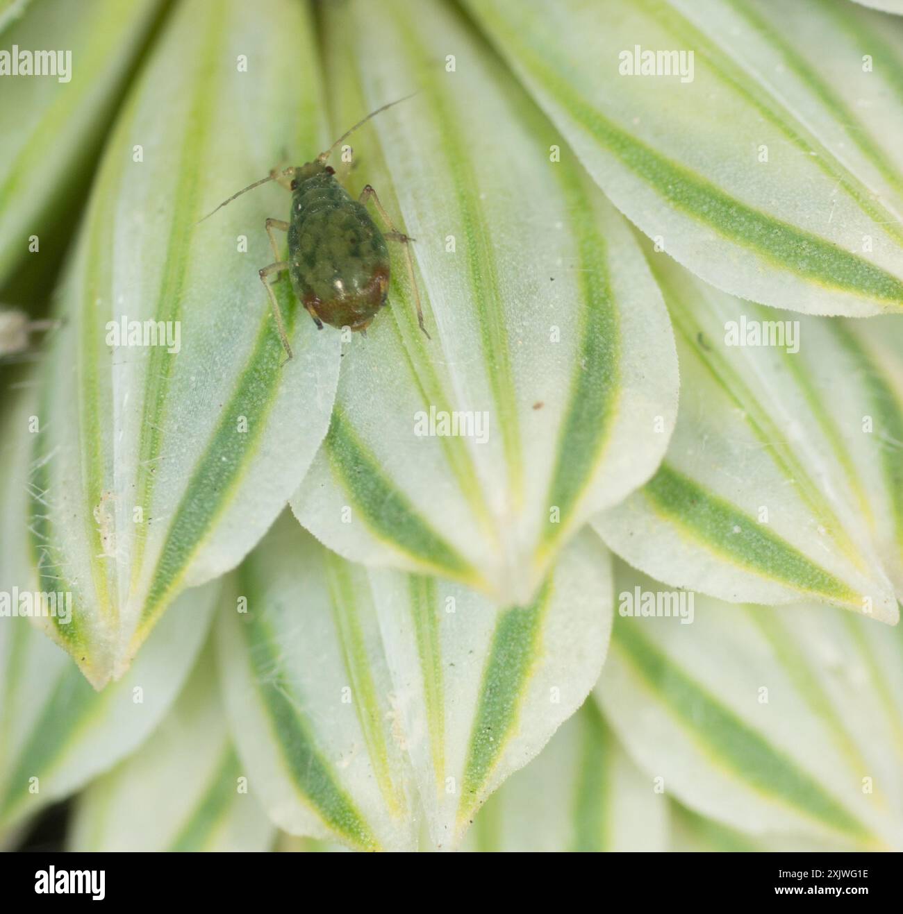 Bird Cherry-oat Aphid (Rhopalosiphum padi) Insecta Stock Photo - Alamy
