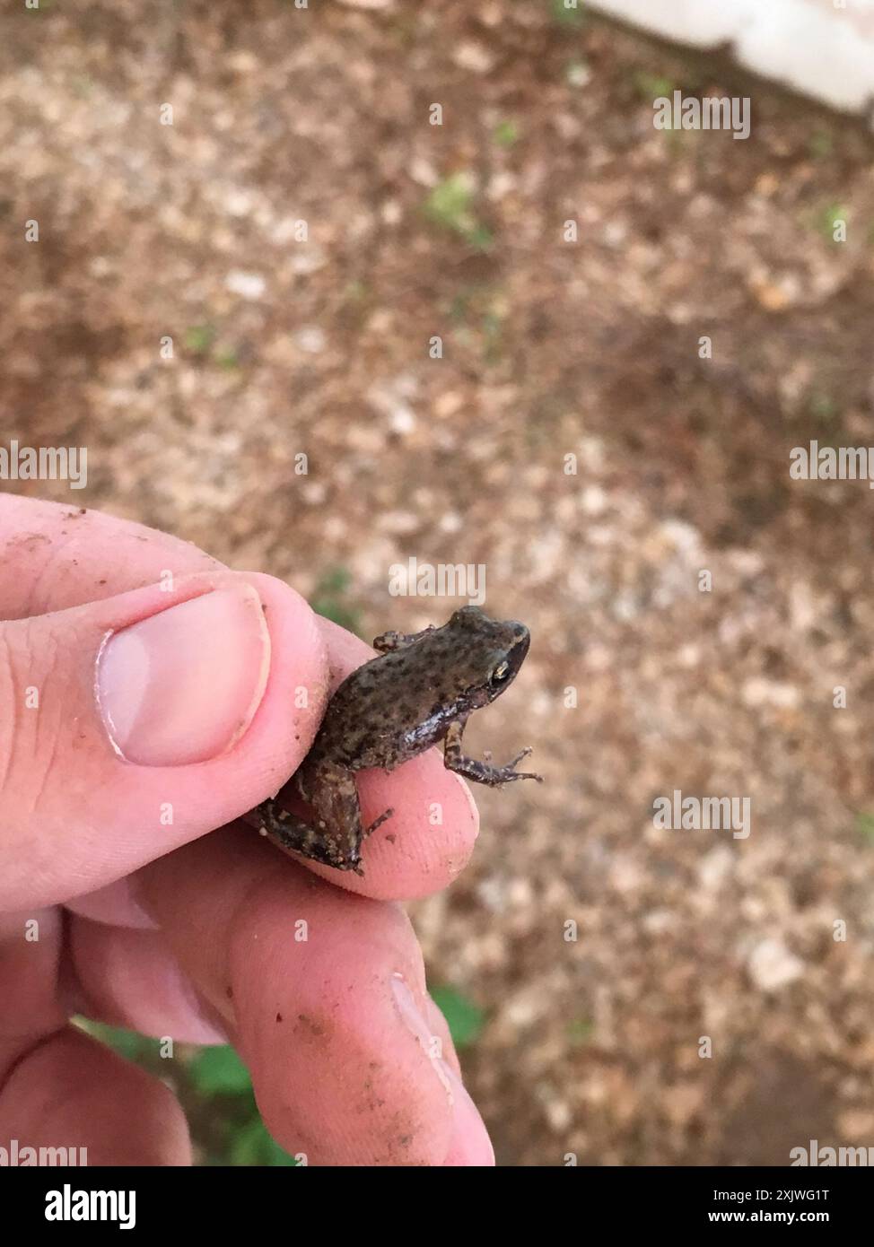 Rio Grande Chirping Frog (Eleutherodactylus campi) Amphibia Stock Photo ...
