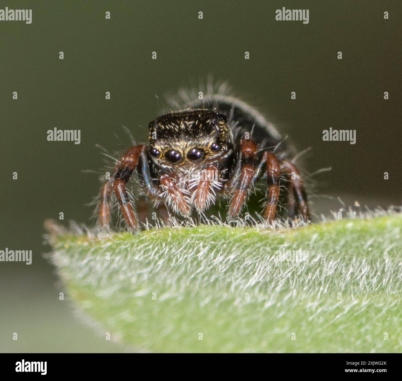 Jumping Spiders (Salticidae) Arachnida Stock Photo - Alamy