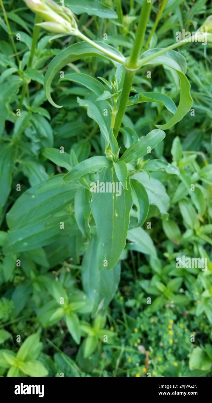 common soapwort (Saponaria officinalis) Plantae Stock Photo - Alamy