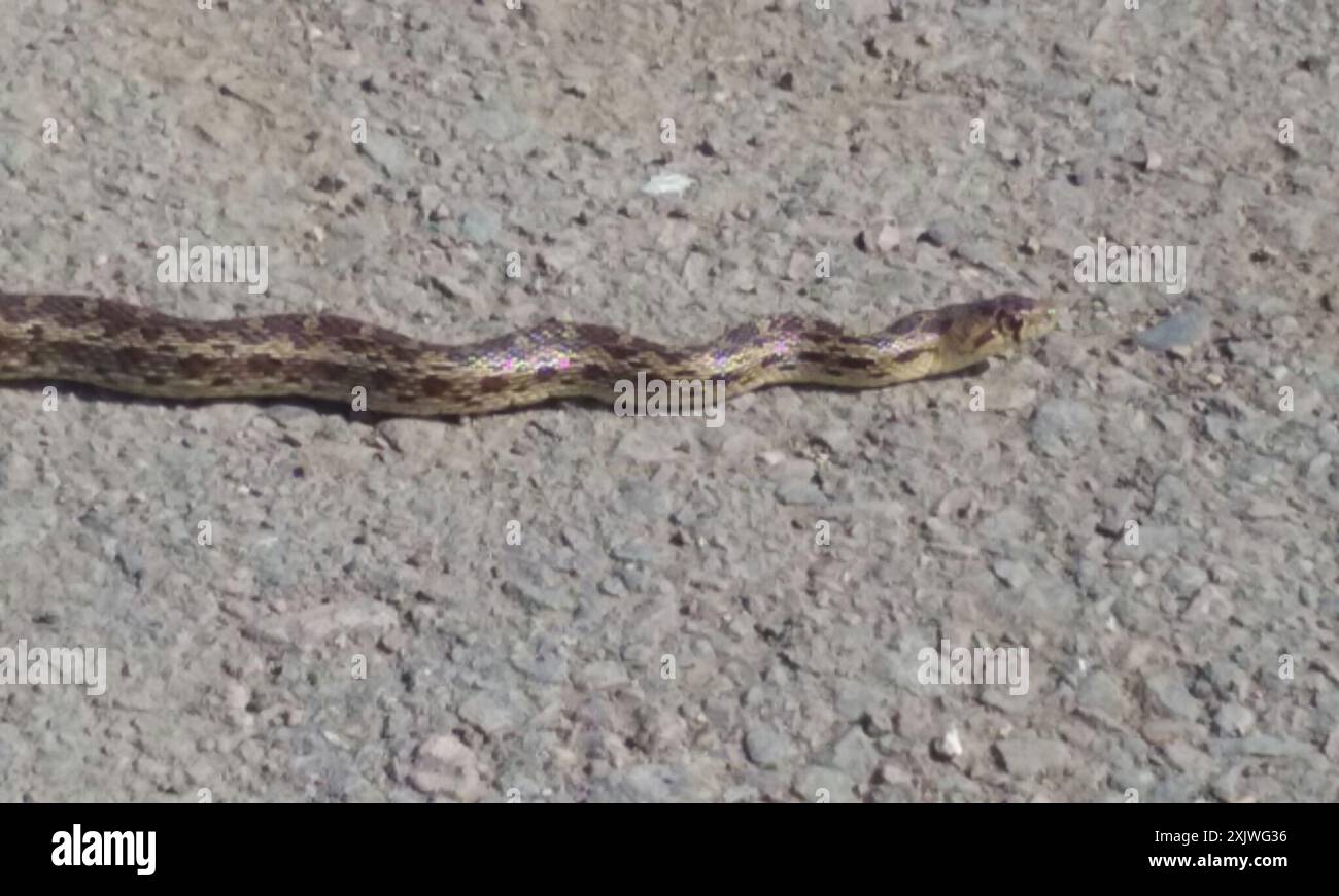 Pacific Gopher Snake (Pituophis catenifer catenifer) Reptilia Stock ...