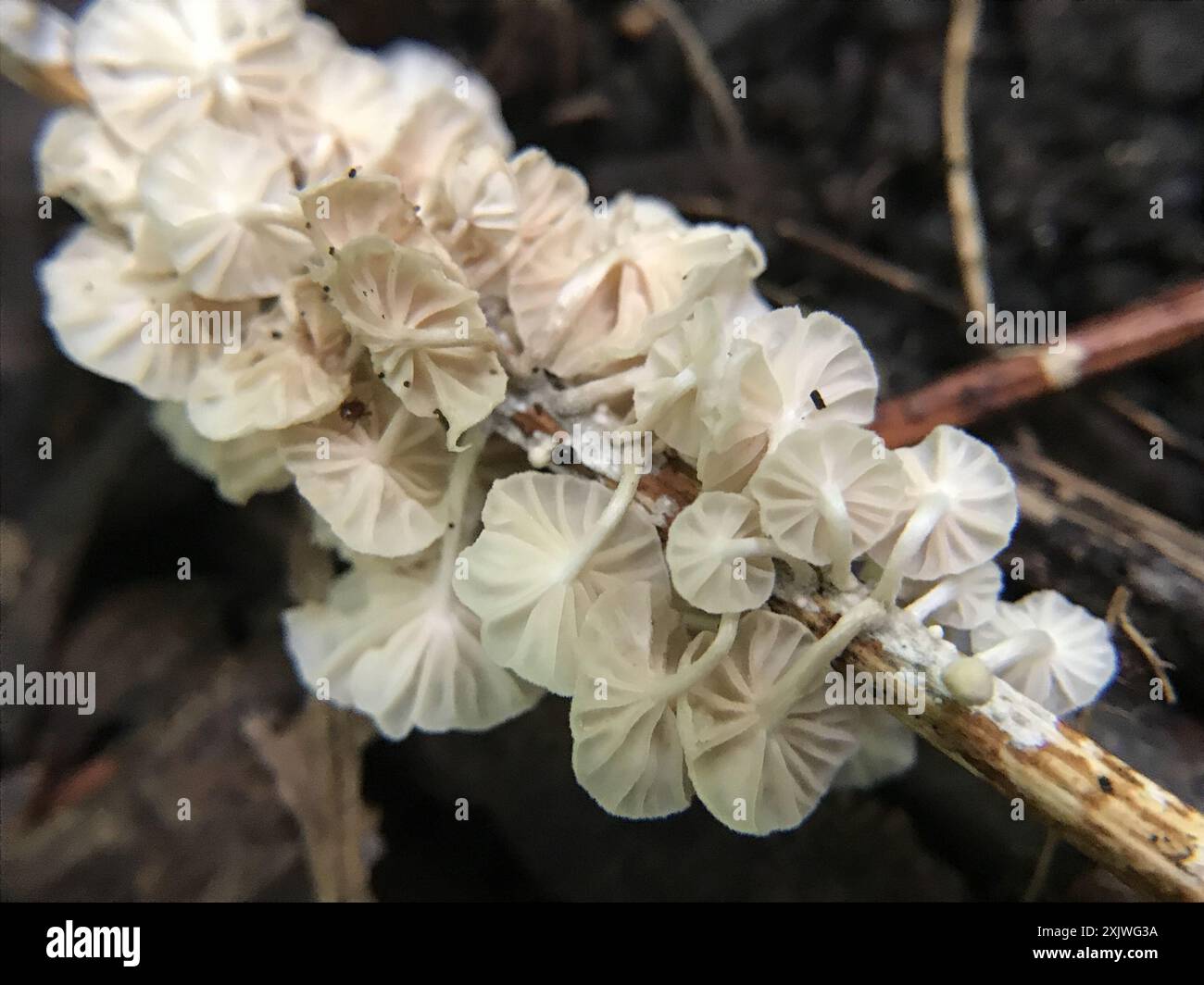 Fairy Parachutes (Marasmiellus candidus) Fungi Stock Photo - Alamy