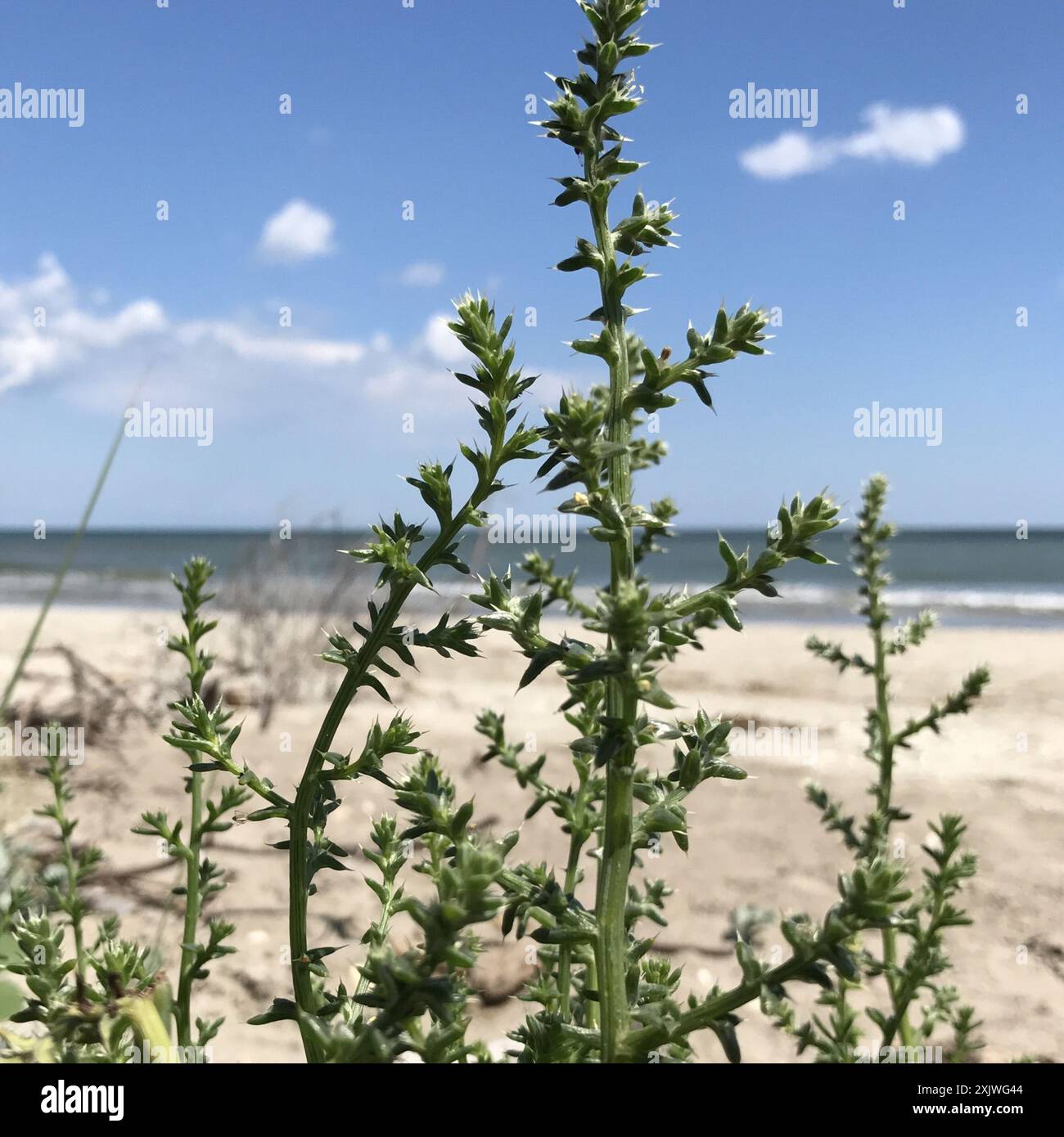 saltwort (Salsola kali) Plantae Stock Photo - Alamy