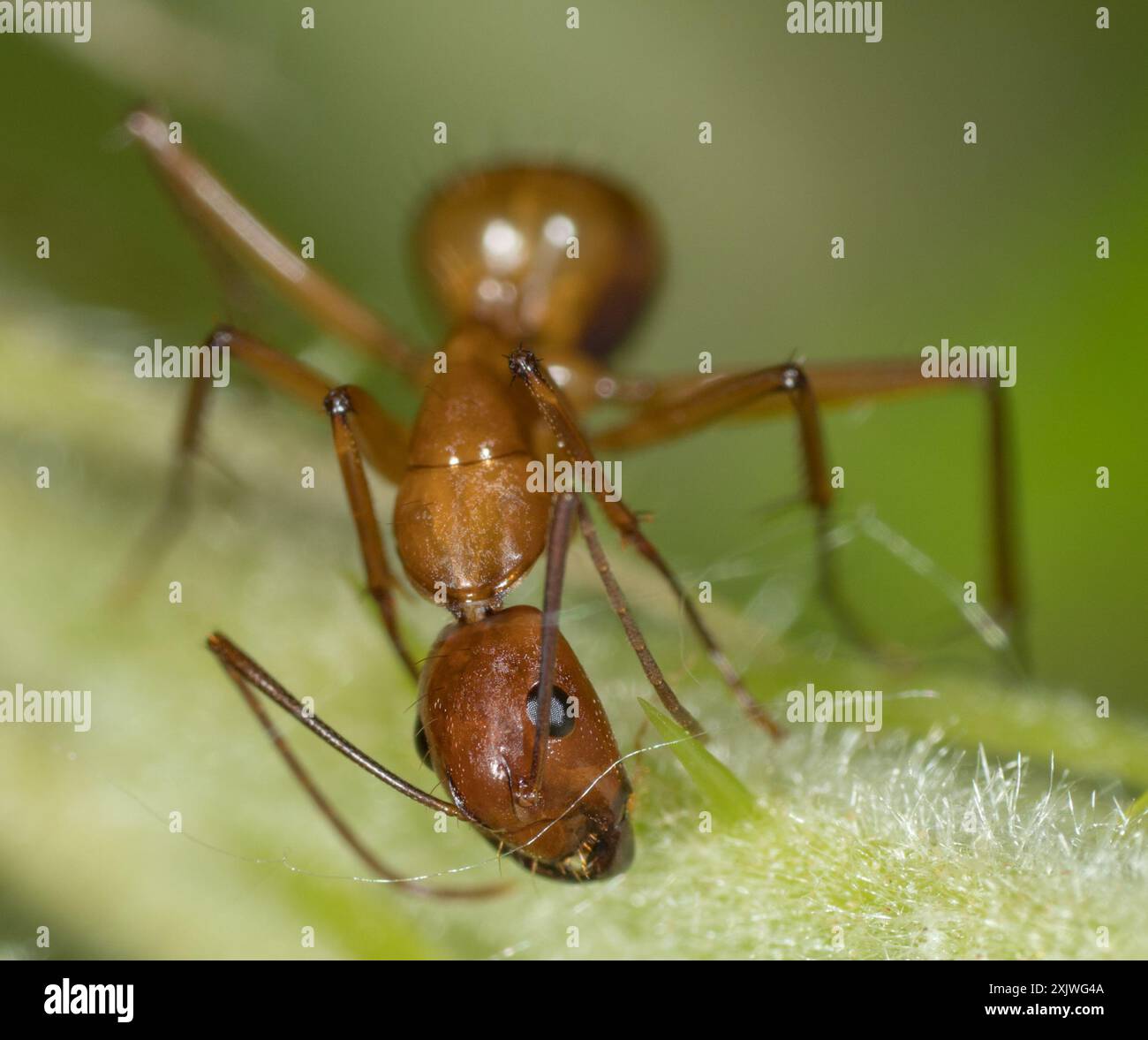 Chestnut Carpenter Ant (Camponotus castaneus) Insecta Stock Photo - Alamy
