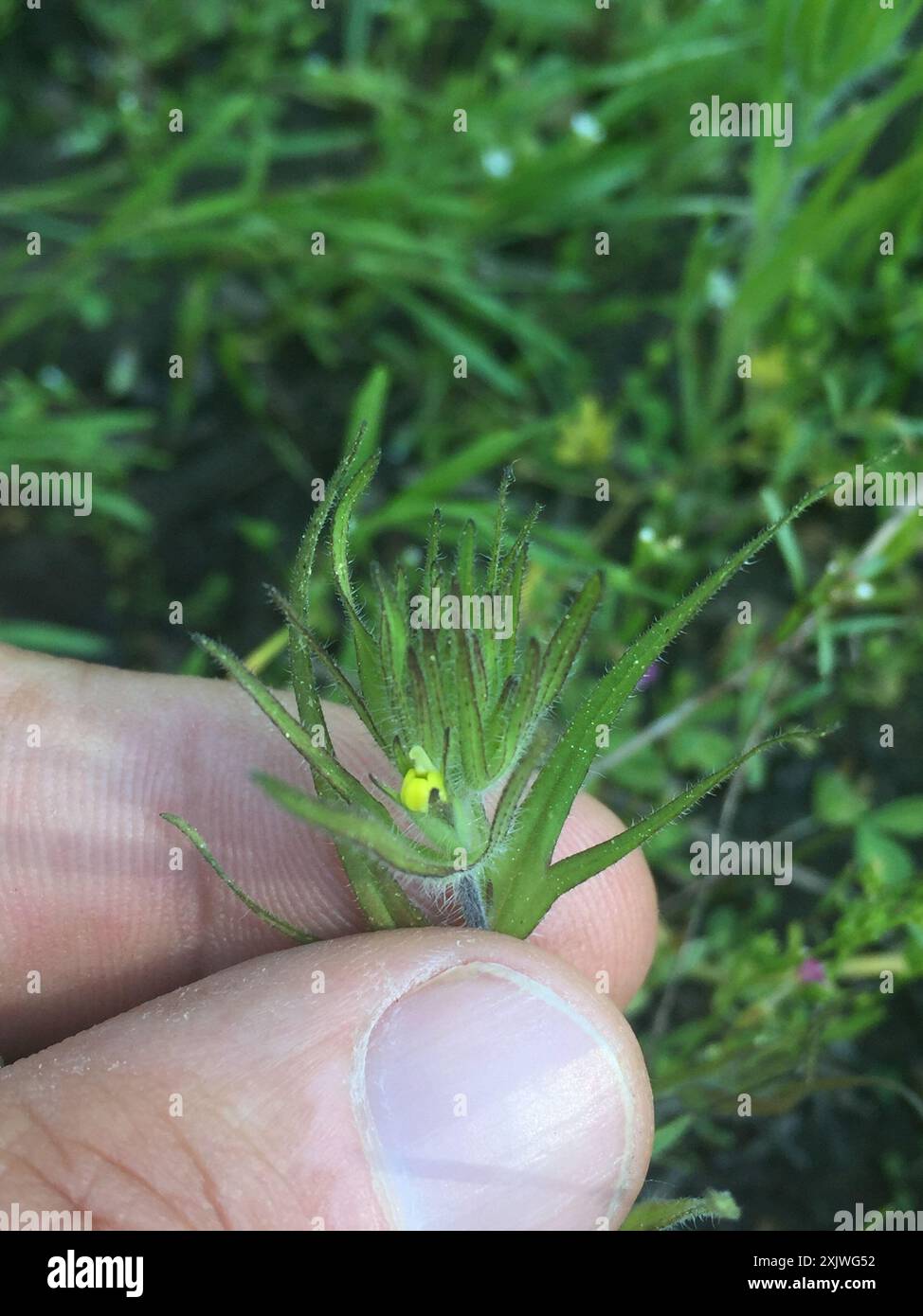 Hairy Indian Paintbrush (Castilleja tenuis) Plantae Stock Photo - Alamy
