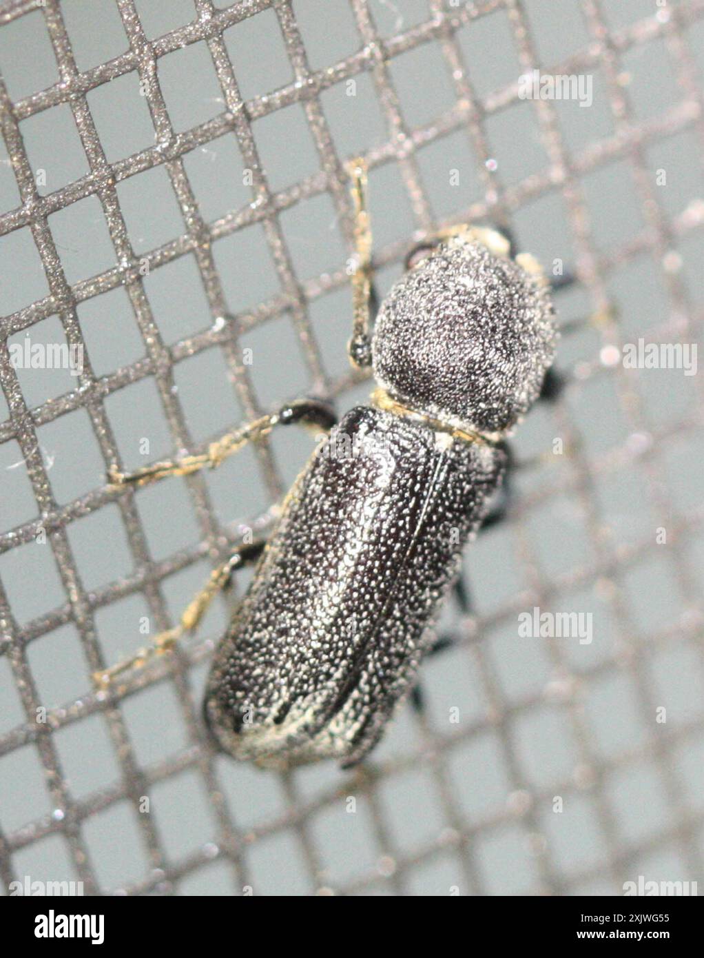 Amphicerus hi-res stock photography and images - Alamy