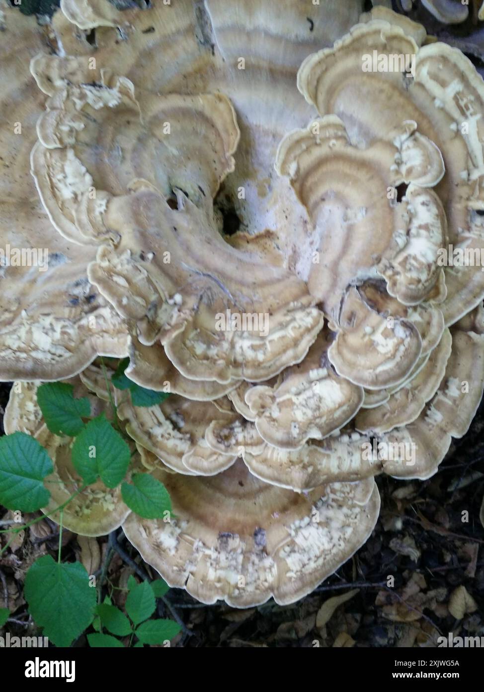 Giant Polypore (Meripilus giganteus) Fungi Stock Photo - Alamy