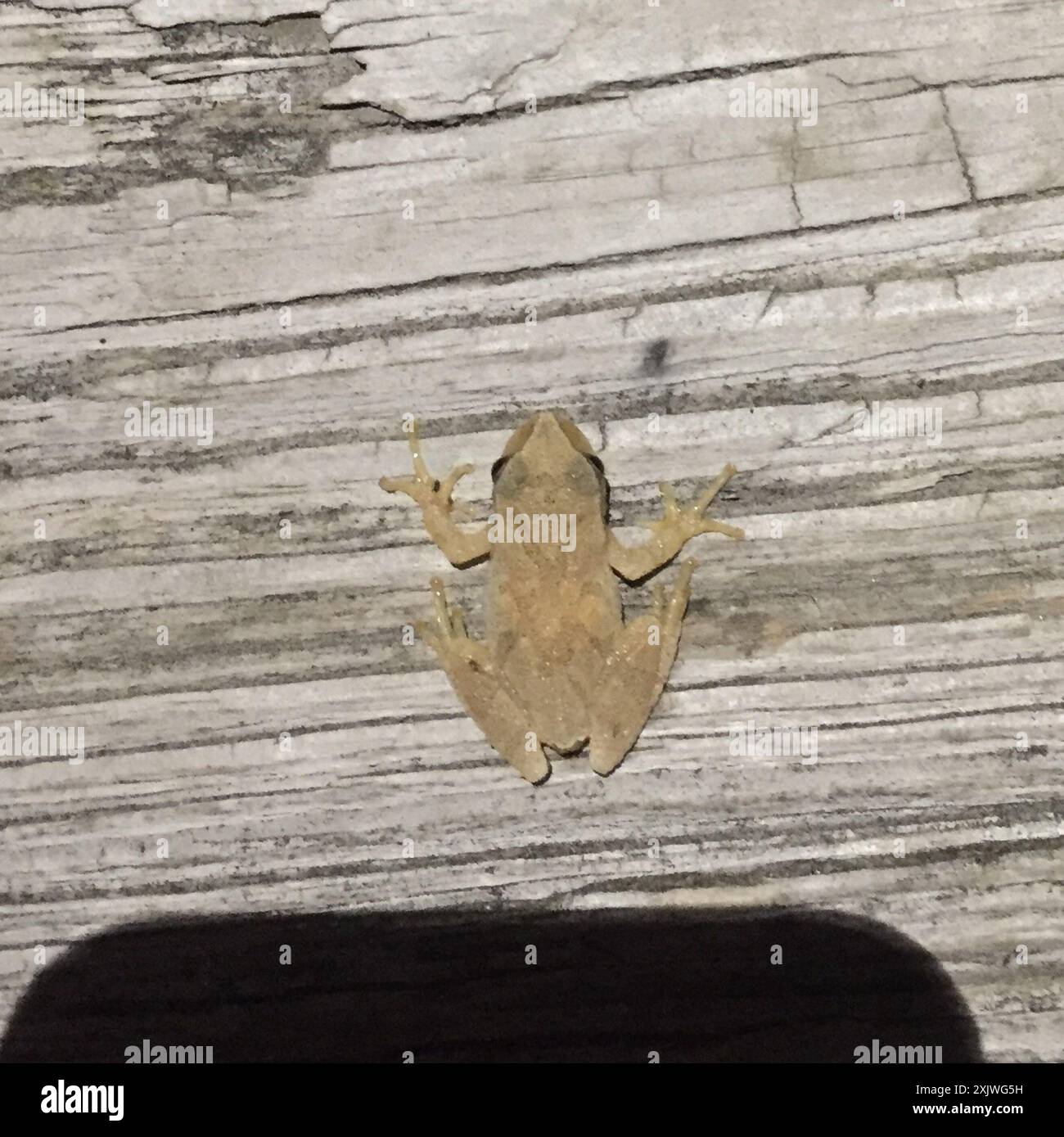 Spring Peeper (Pseudacris crucifer) Amphibia Stock Photo - Alamy