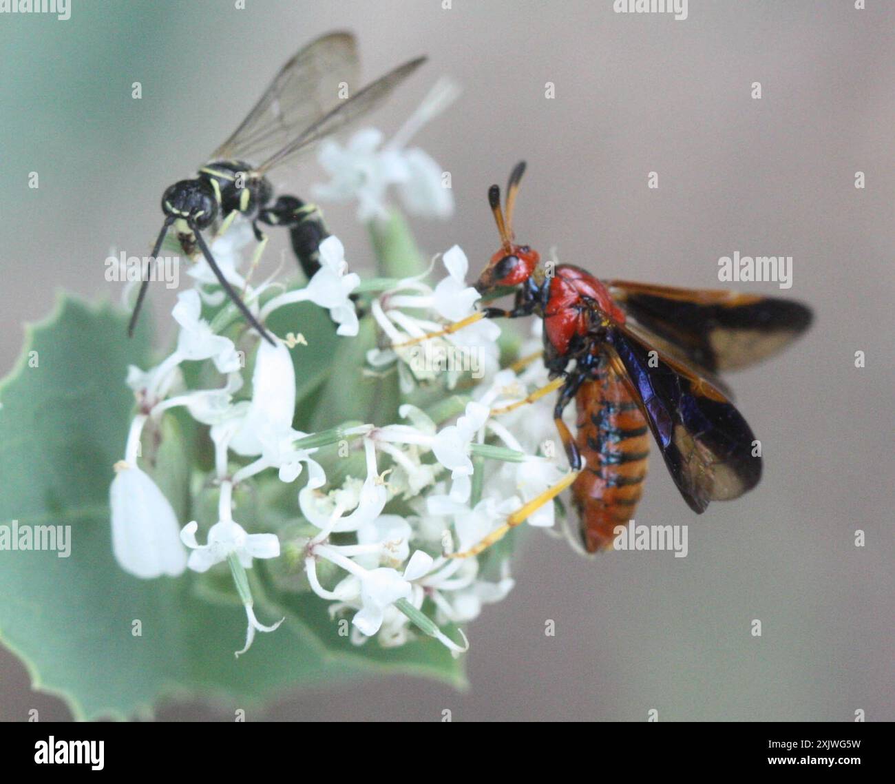 Sawflies, Horntails, and Wood Wasps (Symphyta) Insecta Stock Photo - Alamy