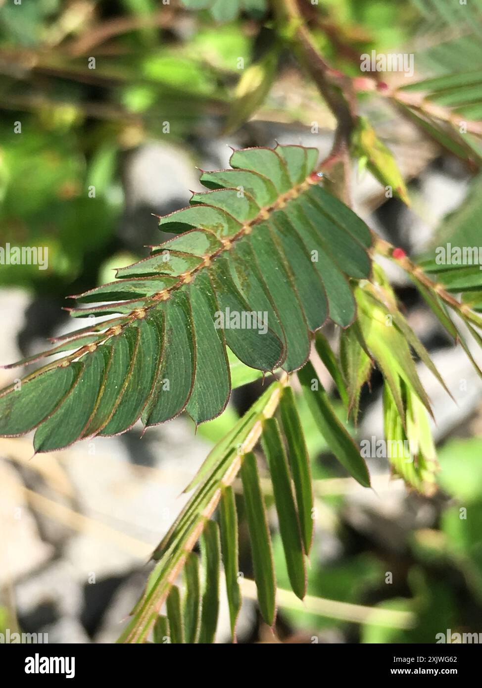 sensitive pea (Chamaecrista nictitans) Plantae Stock Photo - Alamy