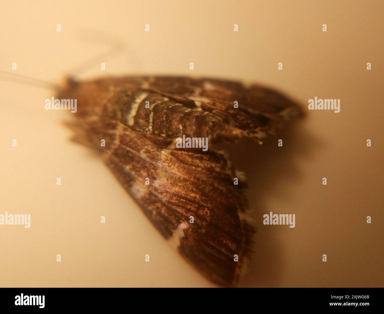 Spotted Beet Webworm Moth (Hymenia perspectalis) Insecta Stock Photo ...