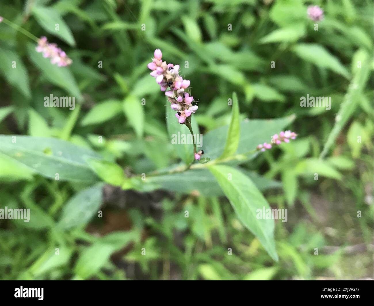 low smartweed (Persicaria longiseta) Plantae Stock Photo - Alamy