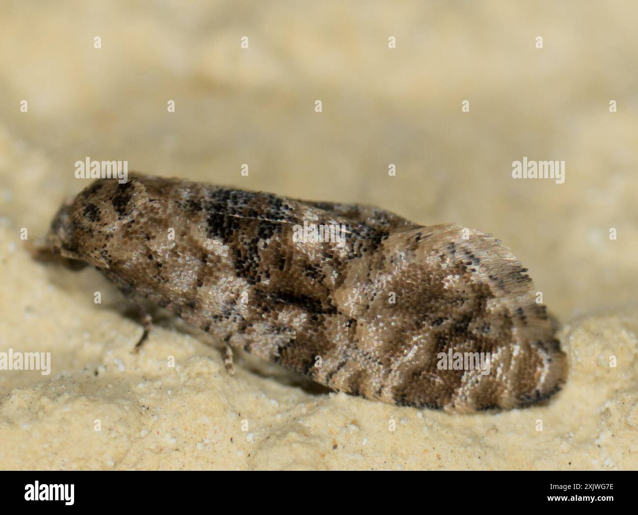 Chrysanthemum Flower Borer Moth (Lorita scarificata) Insecta Stock ...