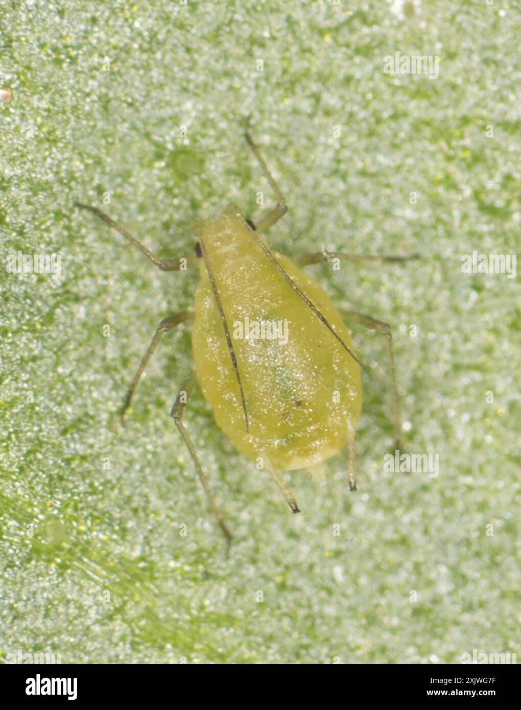 Green Peach Aphid (Myzus persicae) Insecta Stock Photo - Alamy