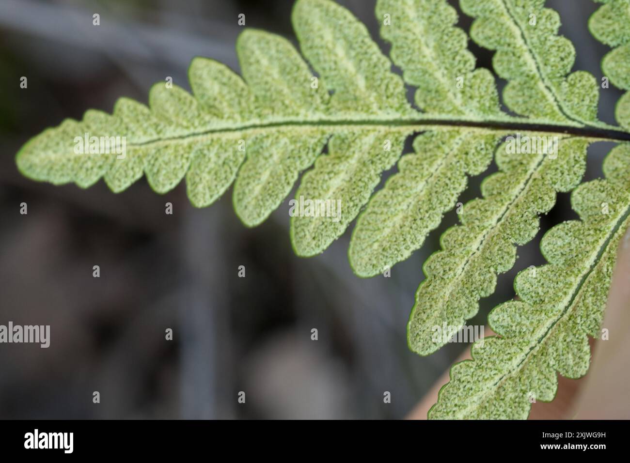 goldback fern (Pentagramma triangularis) Plantae Stock Photo - Alamy