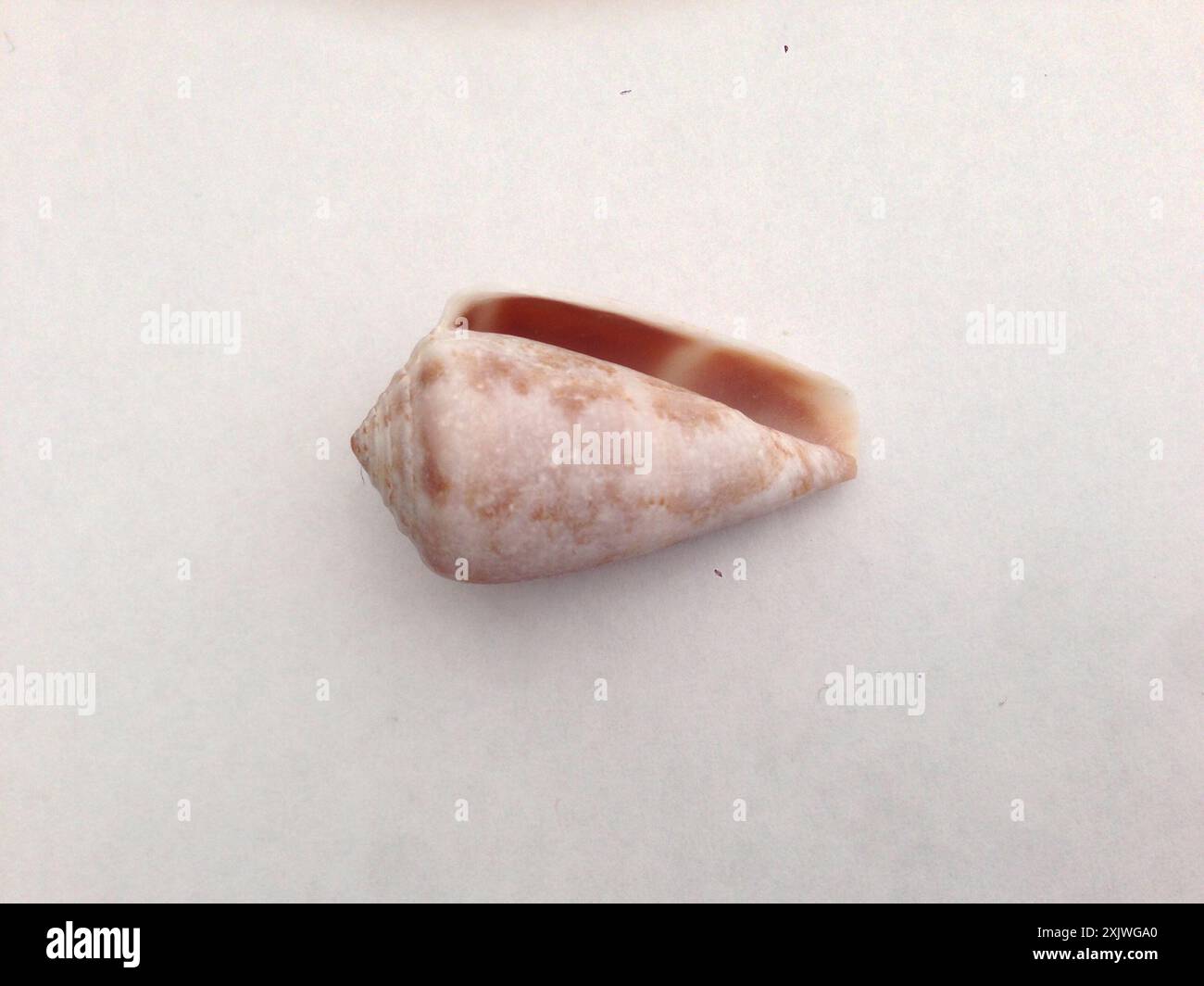 Mediterranean Cone Snail (Conus ventricosus) Mollusca Stock Photo - Alamy