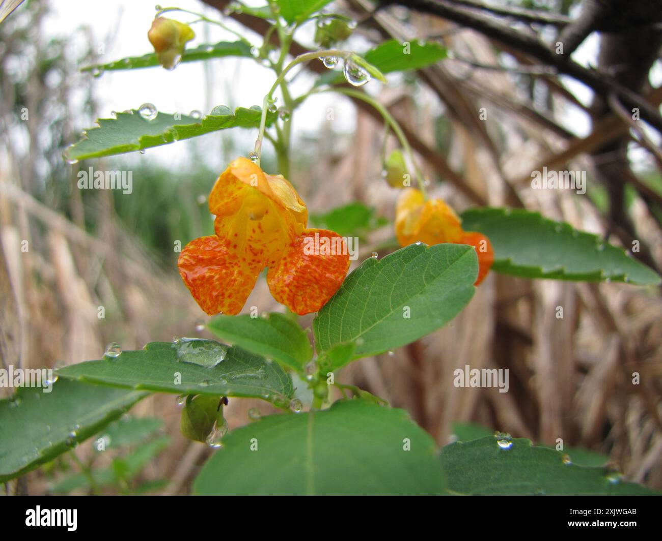 common jewelweed (Impatiens capensis) Plantae Stock Photo - Alamy