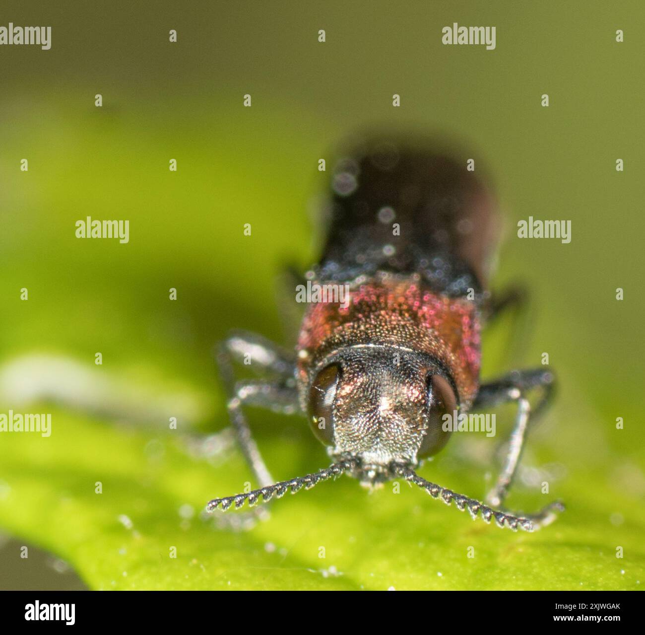 Red-necked Cane Borer Beetle (Agrilus ruficollis) Insecta Stock Photo ...