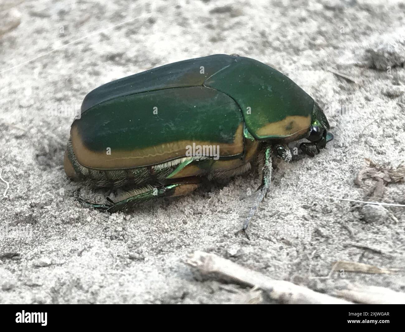 Common Green June Beetle (Cotinis nitida) Insecta Stock Photo - Alamy