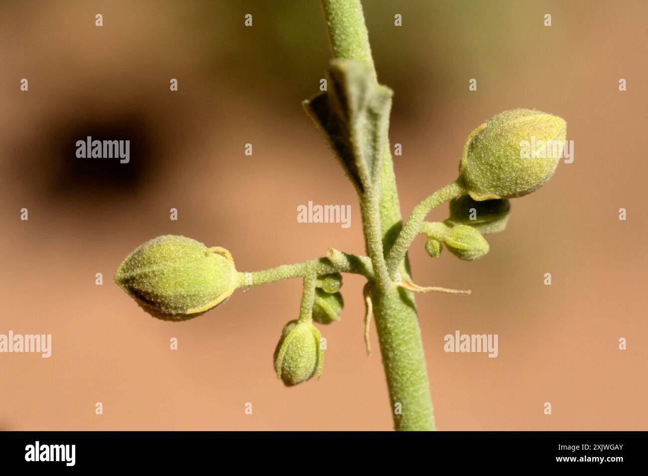 gray globemallow (Sphaeralcea incana) Plantae Stock Photo - Alamy