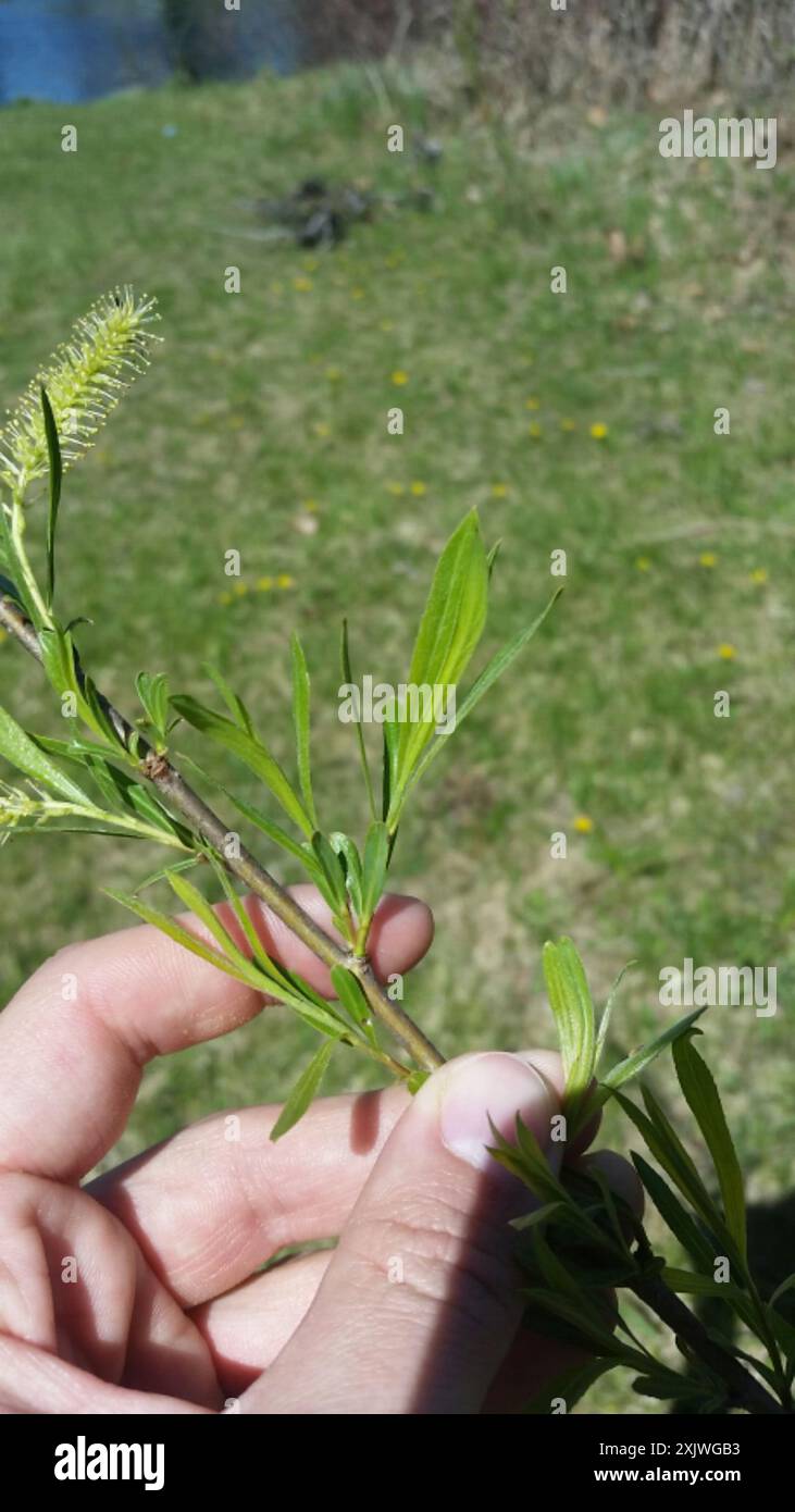 interior sandbar willow (Salix interior) Plantae Stock Photo - Alamy