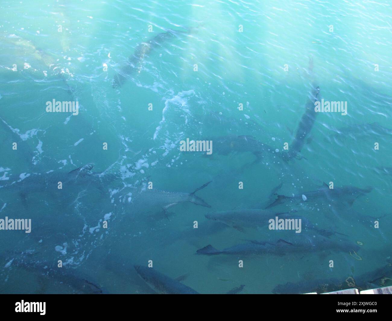 Atlantic Tarpon (Megalops atlanticus) Actinopterygii Stock Photo - Alamy