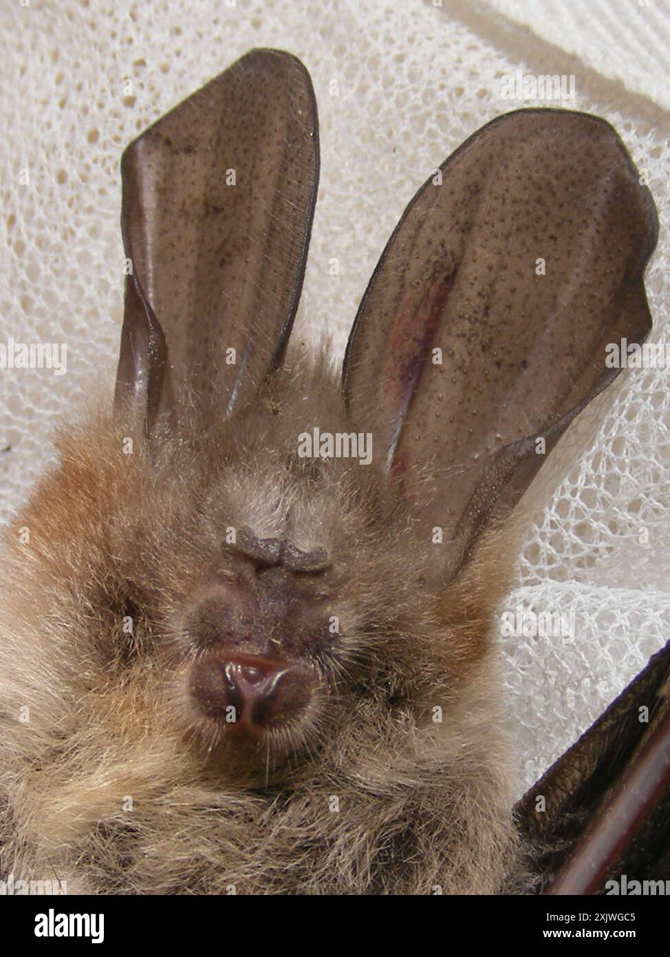Egyptian slit faced bat hi-res stock photography and images - Alamy