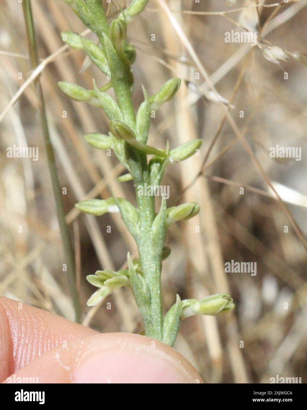 Flat Spurred Piperia (Platanthera transversa) Plantae Stock Photo - Alamy