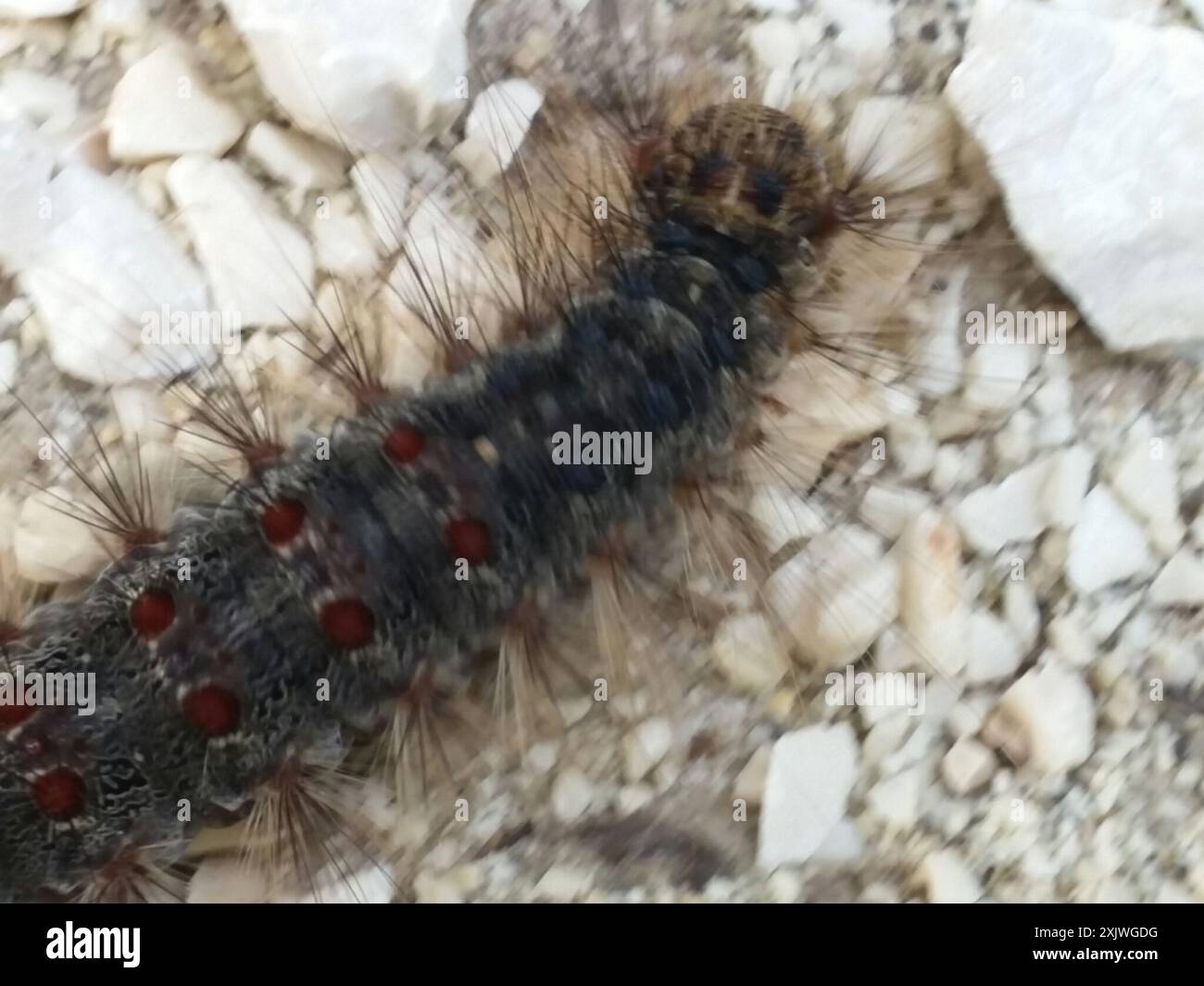 Spongy Moth (Lymantria dispar) Insecta Stock Photo - Alamy