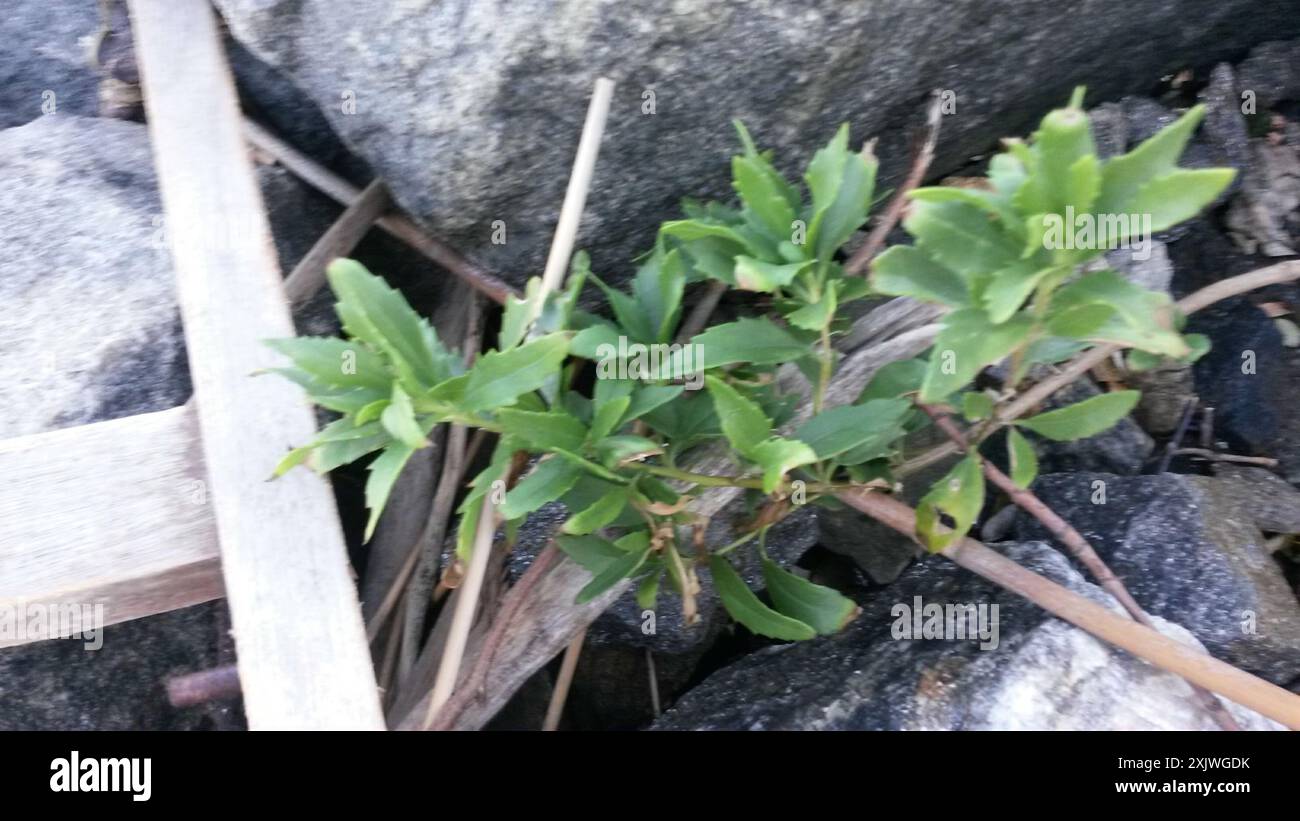 marsh elder (Iva frutescens) Plantae Stock Photo - Alamy