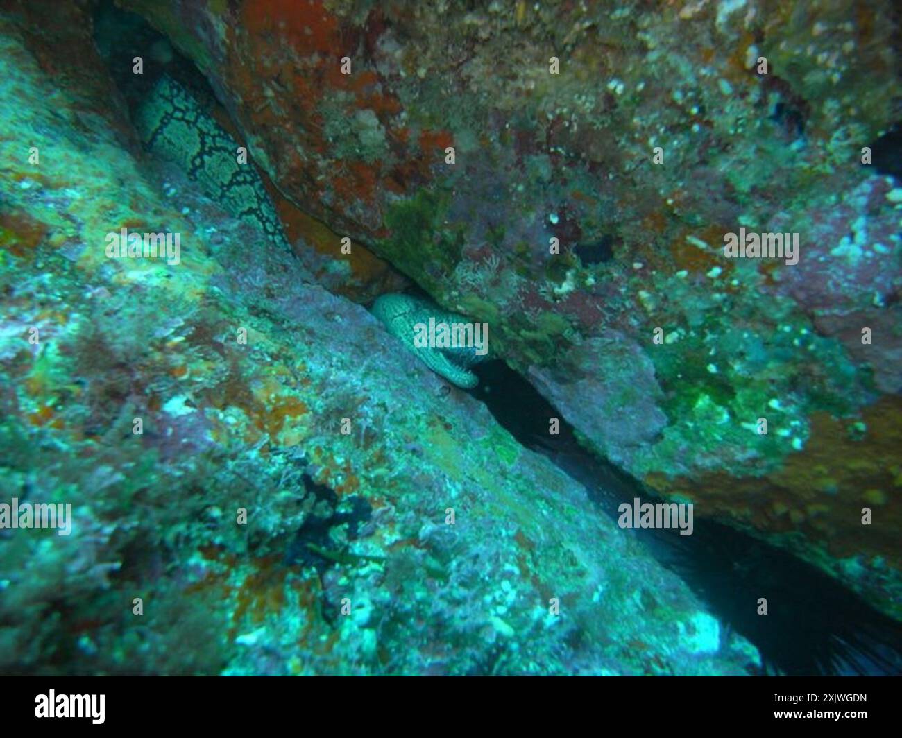 Mosaic Moray (Enchelycore ramosa) Actinopterygii Stock Photo - Alamy